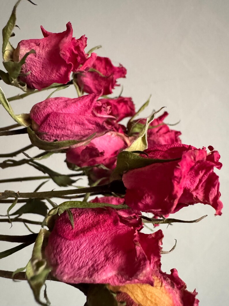 Natural Dried Roses – Preserved Flowers for Decor, Crafts & Gifts - Etsy