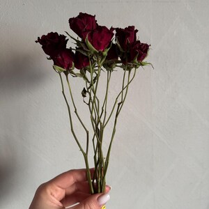 Natural Dried Roses – Preserved Flowers for Decor, Crafts & Gifts - Etsy