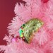 Luxury Heirloom Taco Handmade Sequin Ornament MADE TO ORDER - Etsy