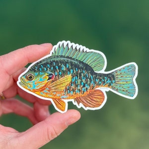Pumpkinseed Fish Vinyl Decal | Waterproof | Sunfish Sticker | Panfish ...