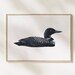 Common Loon Print | Common Loon Painting | Common Loon Art | Lake Art ...