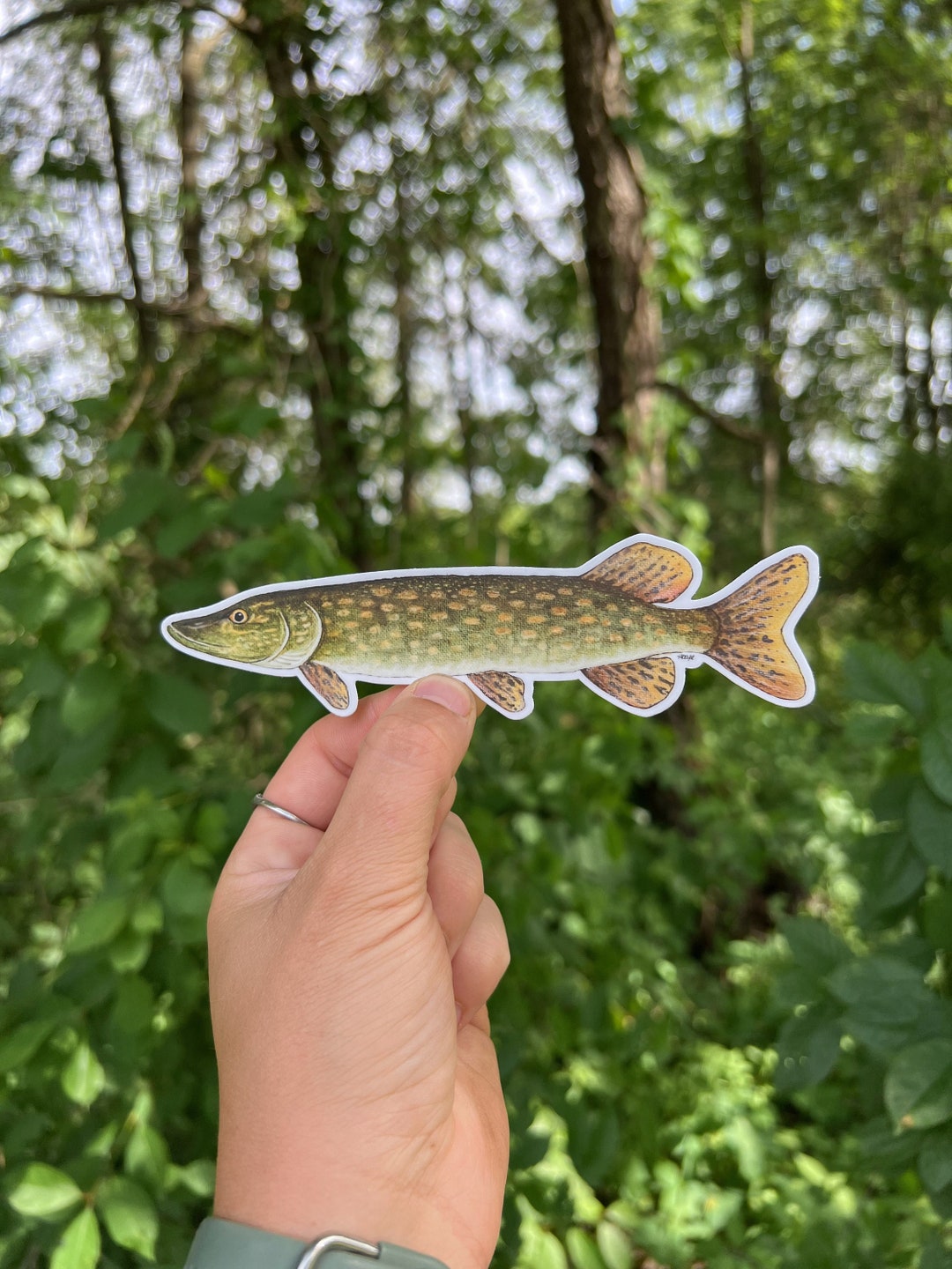 Northern Pike Decal | Waterproof | Pike Sticker | Panfish | Tackle Box ...