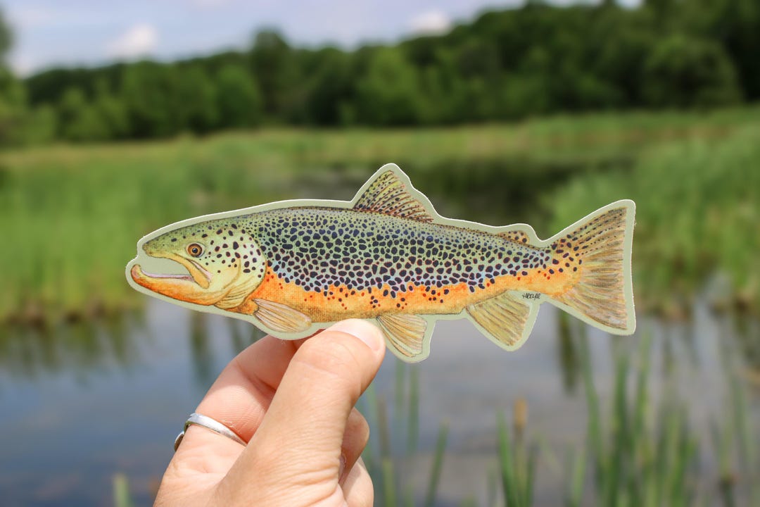 Brown Trout Sticker | Hand Painted | North American Fish | Fishing ...