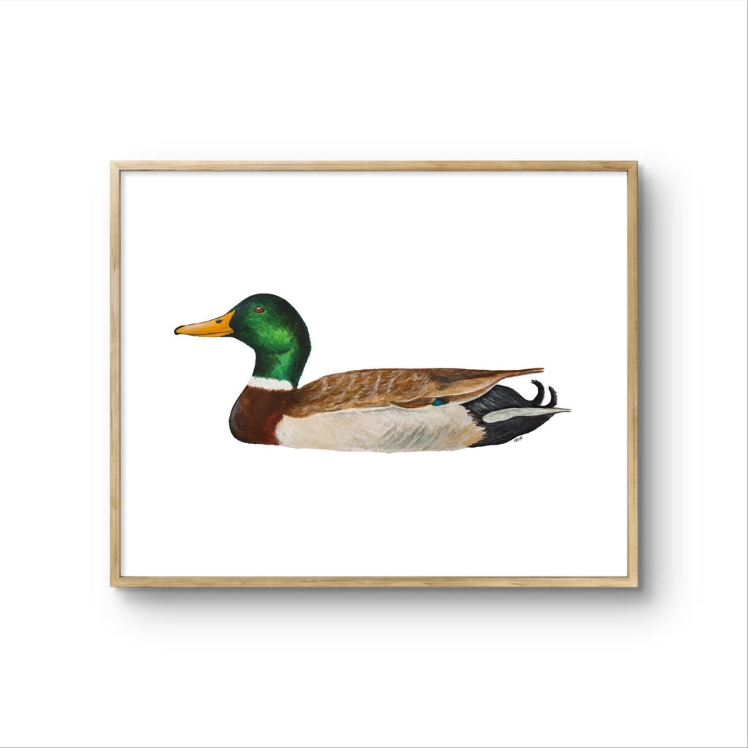 Mallard Duck Print | Mallard Duck Wall Art | Mallard Artwork | Mallard ...