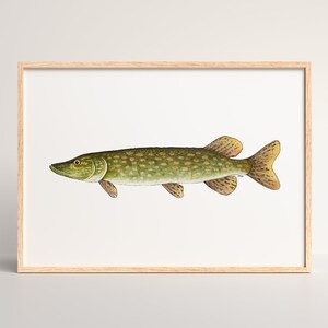 Northern Pike - Etsy