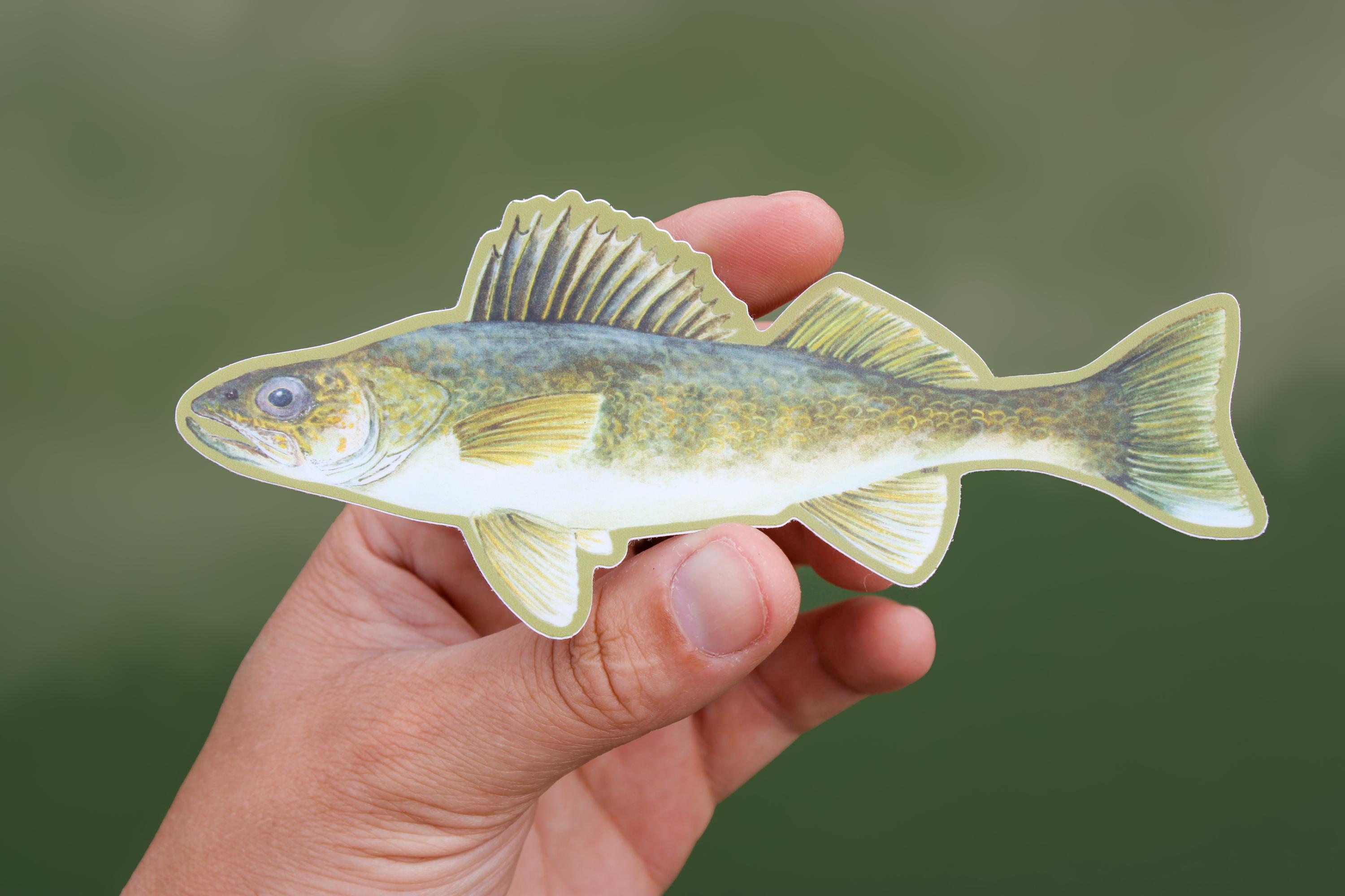 Walleye Decal | Waterproof | Walleye Sticker | Panfish | Tackle Box ...