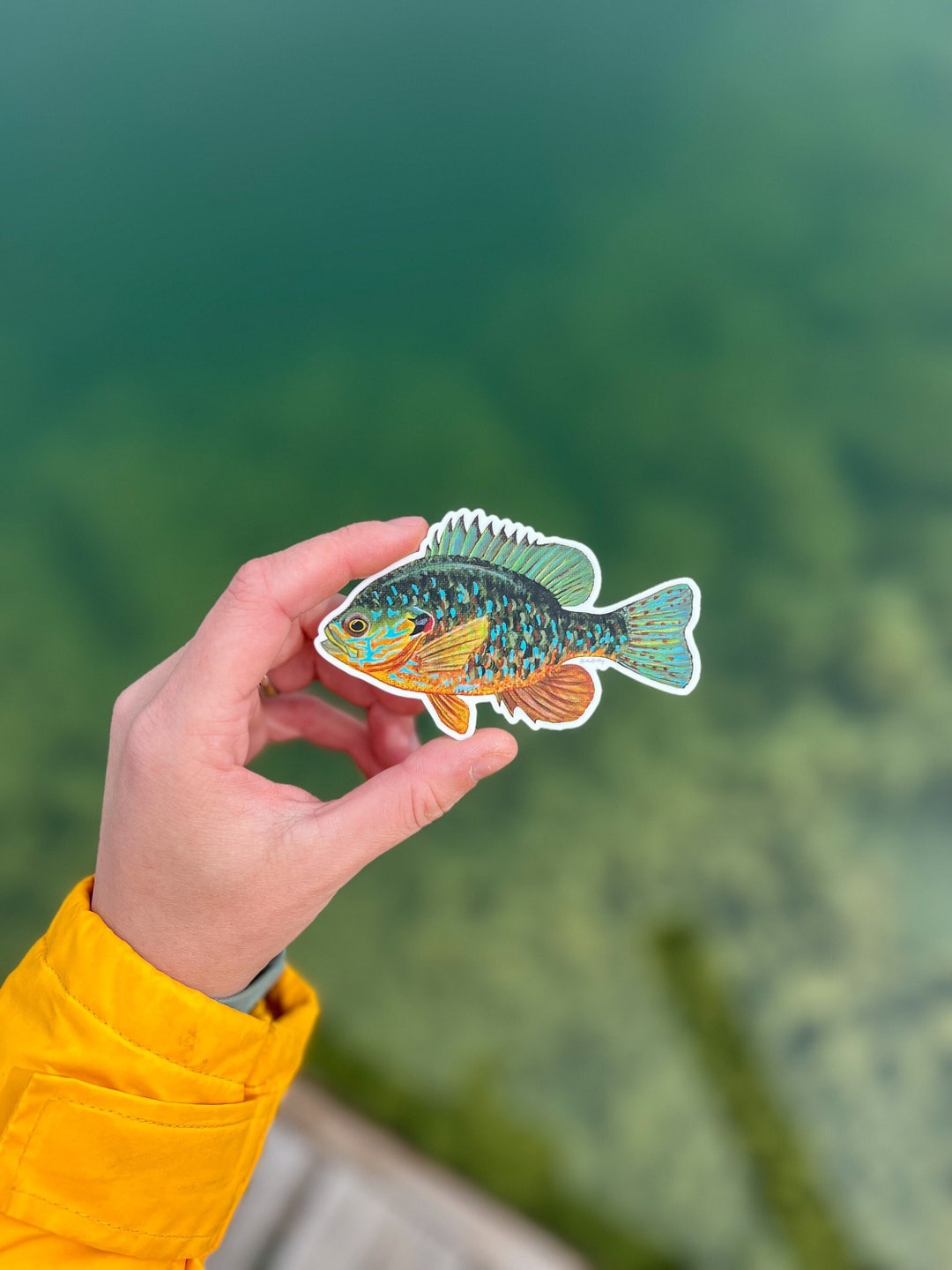 Pumpkinseed Fish Vinyl Decal | Waterproof | Sunfish Sticker | Panfish ...