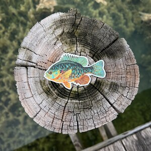 Pumpkinseed Fish Vinyl Decal | Waterproof | Sunfish Sticker | Panfish ...
