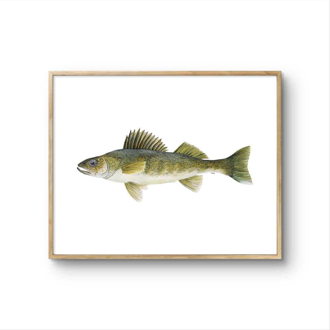 Walleye Print | Walleye Painting | Walleye Artwork | Walleye Art ...