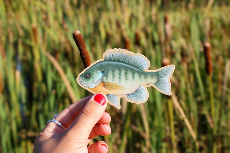 Bluegill Sticker | Fish Vinyl Decal | Waterproof | Bluegill | Panfish ...