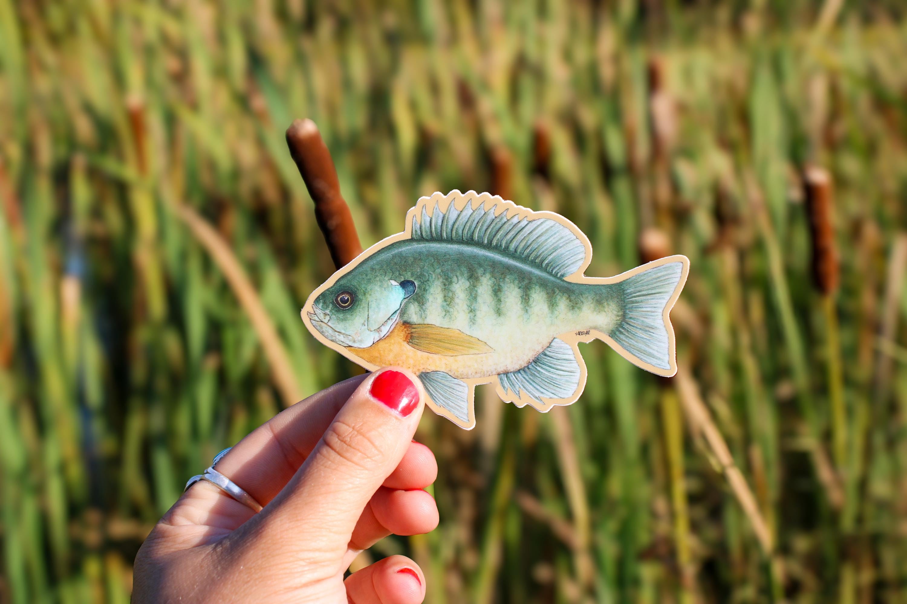 Bluegill Sticker | Fish Vinyl Decal | Waterproof | Bluegill | Panfish ...