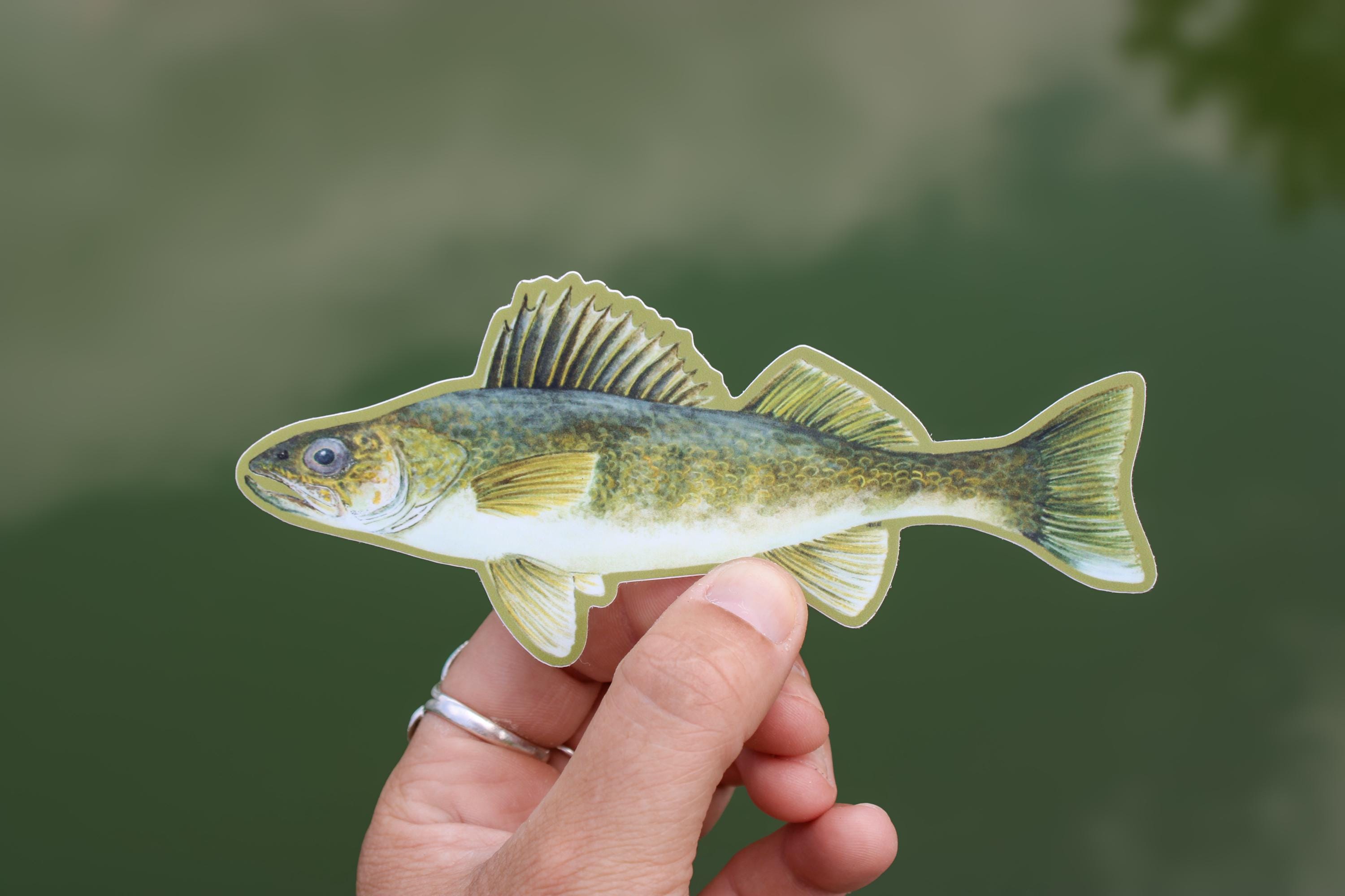 Walleye Decal | Waterproof | Walleye Sticker | Panfish | Tackle Box ...