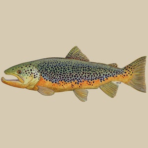 Brown Trout Print | Brown Trout Painting | Brown Trout Art | Trout Art ...