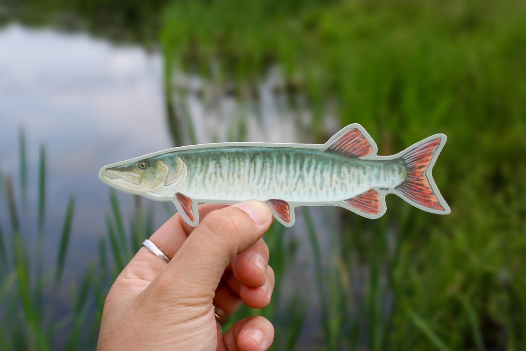 Muskie Decal | Waterproof | Muskie Sticker |muskellunge | Tackle Box ...