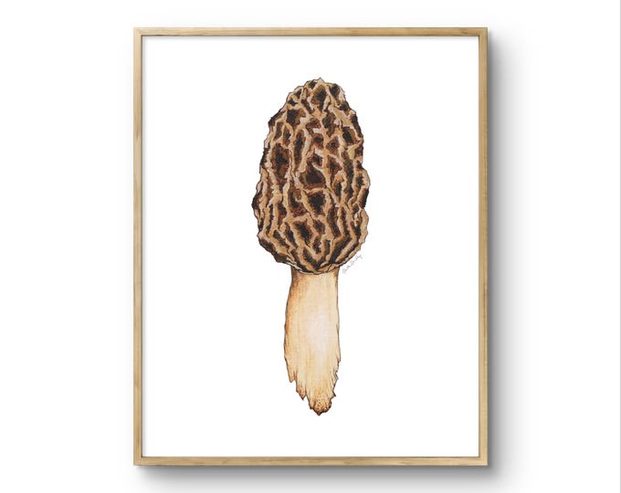 Pen and Ink Morel Mushroom Print 5x7 Vintage -like Science Diagram ...