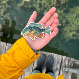 Pumpkinseed Fish Vinyl Decal | Waterproof | Sunfish Sticker | Panfish ...