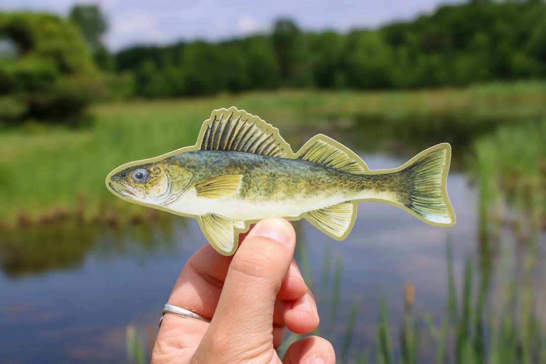 Walleye Decal | Waterproof | Walleye Sticker | Panfish | Tackle Box ...
