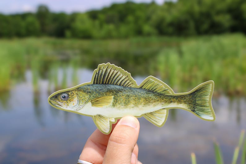 Walleye Decal | Waterproof | Walleye Sticker | Panfish | Tackle Box ...
