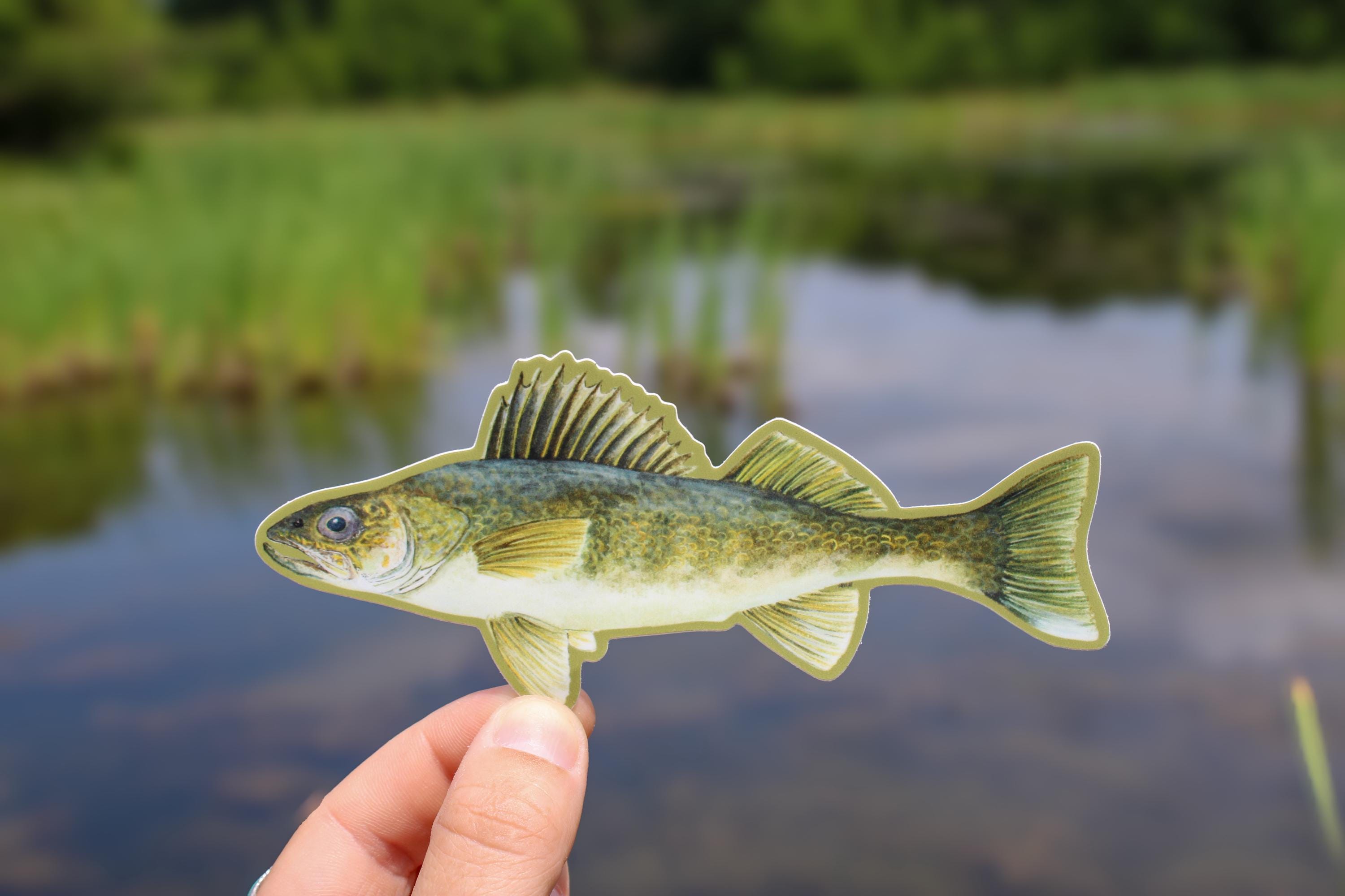 Walleye Decal | Waterproof | Walleye Sticker | Panfish | Tackle Box ...