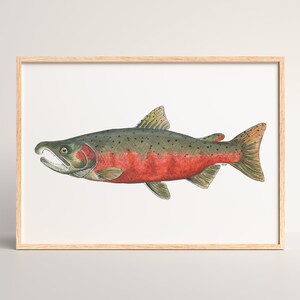 Coho Salmon Print | Spawning Coho Salmon Painting | Salmon Artwork ...