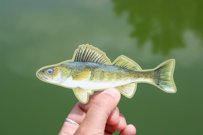 Walleye Decal | Waterproof | Walleye Sticker | Panfish | Tackle Box ...