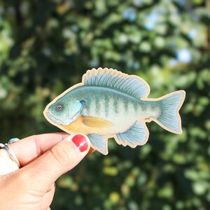 Bluegill Sticker | Fish Vinyl Decal | Waterproof | Bluegill | Panfish ...