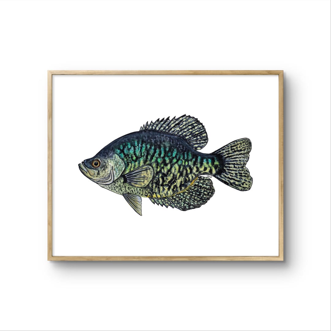 Black Crappie Print | Black Crappie Painting | Lake Fish Art | Crappie ...