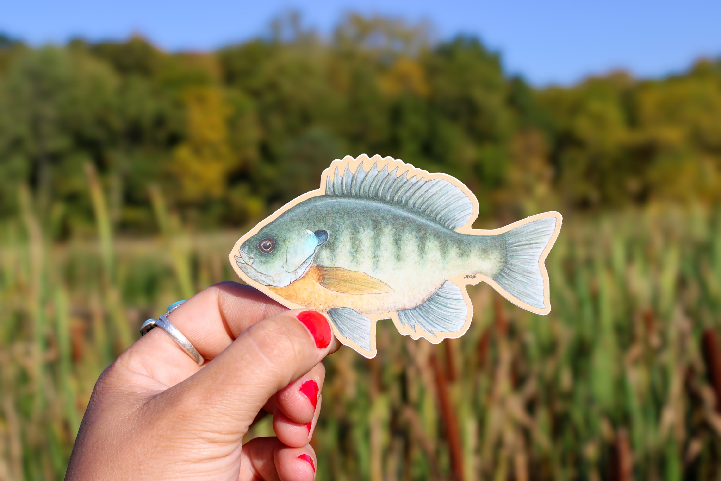 Bluegill Sticker | Fish Vinyl Decal | Waterproof | Bluegill | Panfish ...