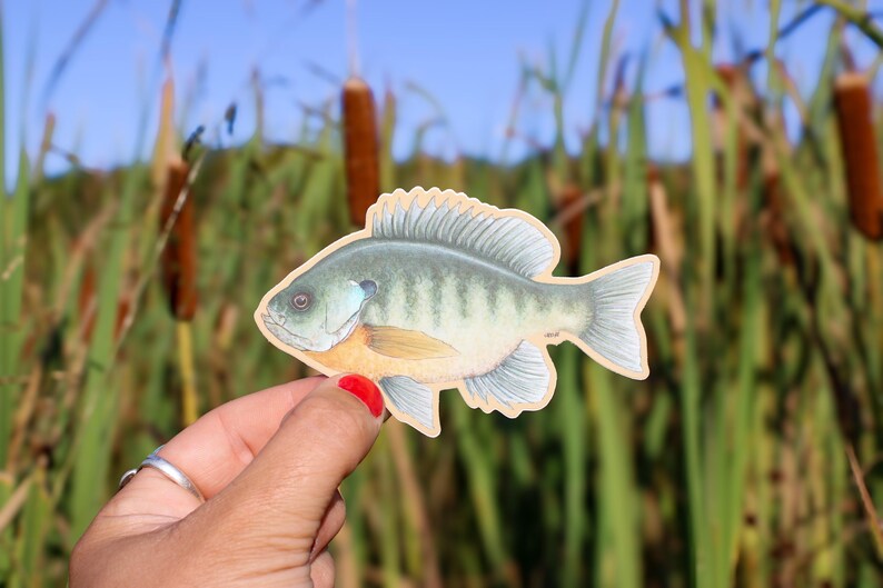 Bluegill Sticker | Fish Vinyl Decal | Waterproof | Bluegill | Panfish ...