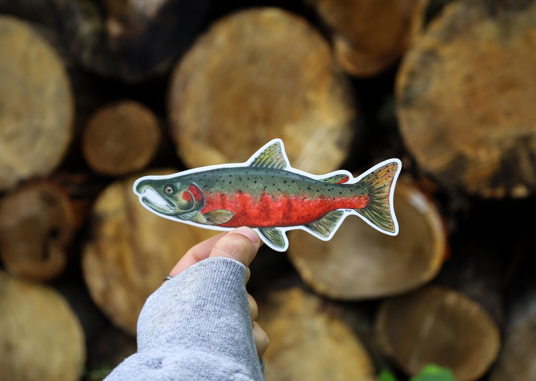 Coho Salmon Sticker | Hand Painted | Salmon Sticker | Fishing Gifts for Men | Bumper Sticker ...
