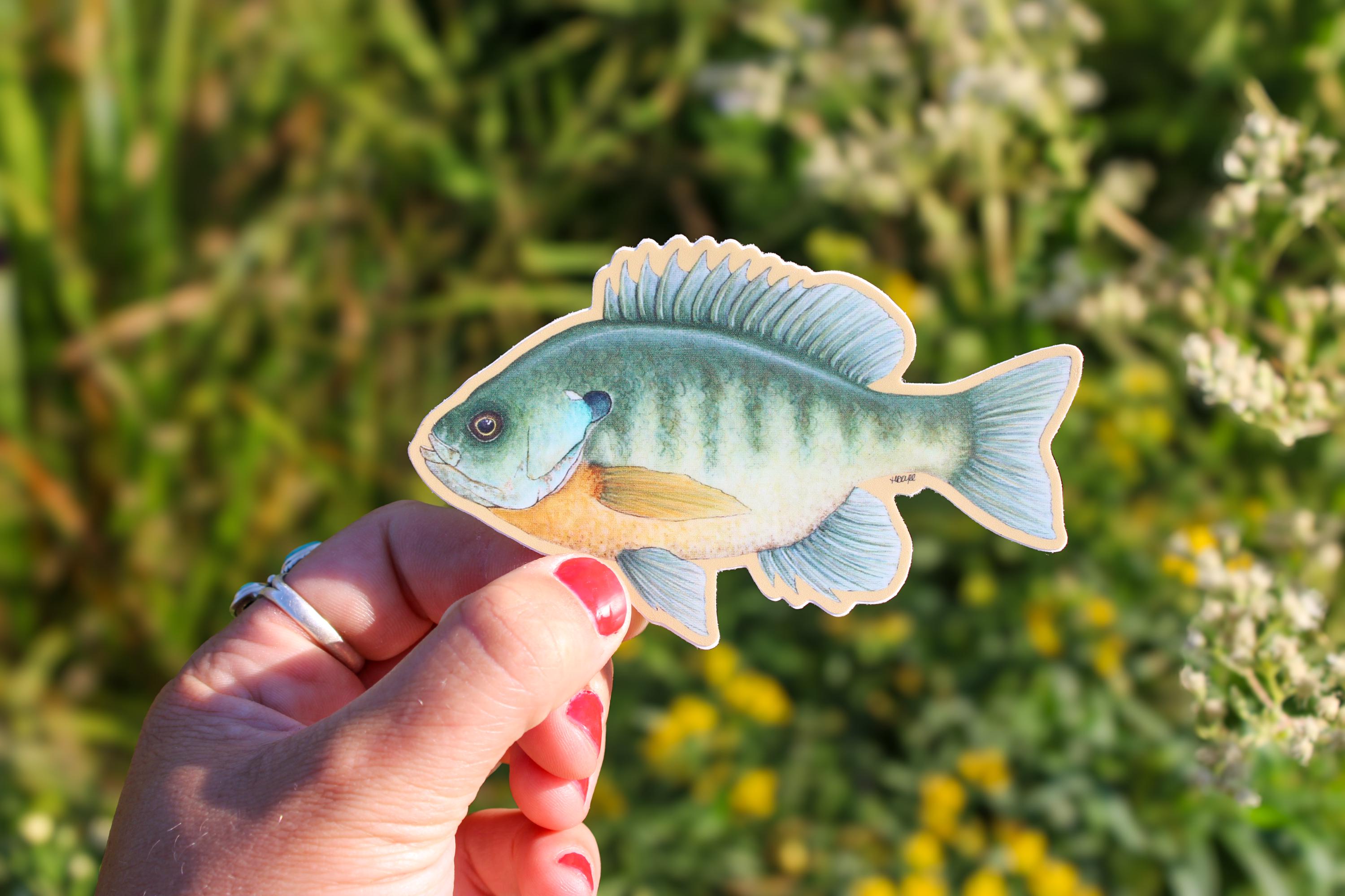 Bluegill Sticker | Fish Vinyl Decal | Waterproof | Bluegill | Panfish ...