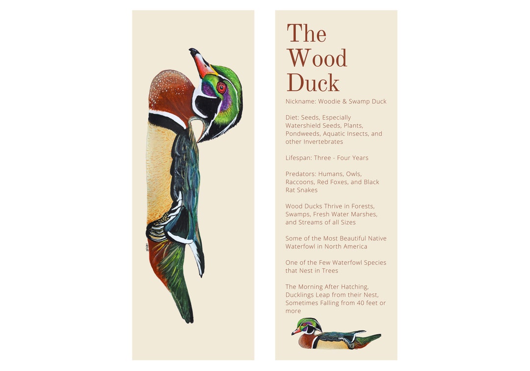 Wood Duck Bookmark | Woodie Bookmark | Wood Duck Facts | Duck Bookmark ...