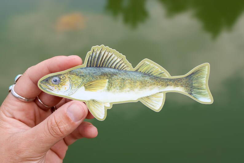 Walleye Decal | Waterproof | Walleye Sticker | Panfish | Tackle Box ...