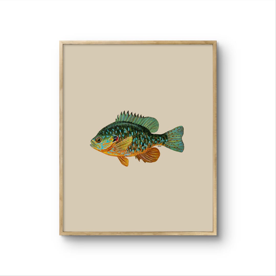 Pumpkinseed Print | 8x10 Print | Sunfish | Bluegill | Fish Artwork ...