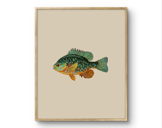 Pumpkinseed Print | 8x10 Print | Sunfish | Bluegill | Fish Artwork ...