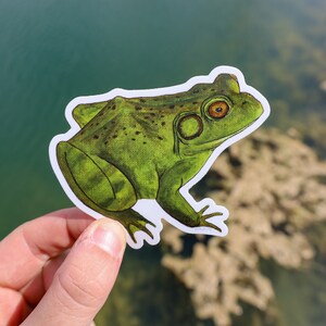 Bullfrog Vinyl Sticker | Waterproof Decal | Frog Sticker | Hand Painted ...