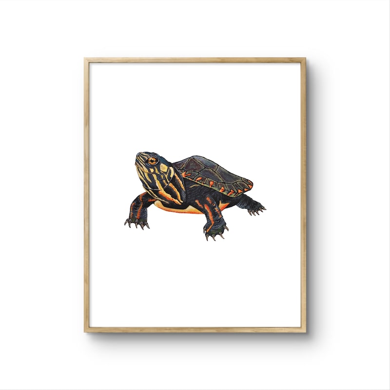 Turtle Print - Etsy