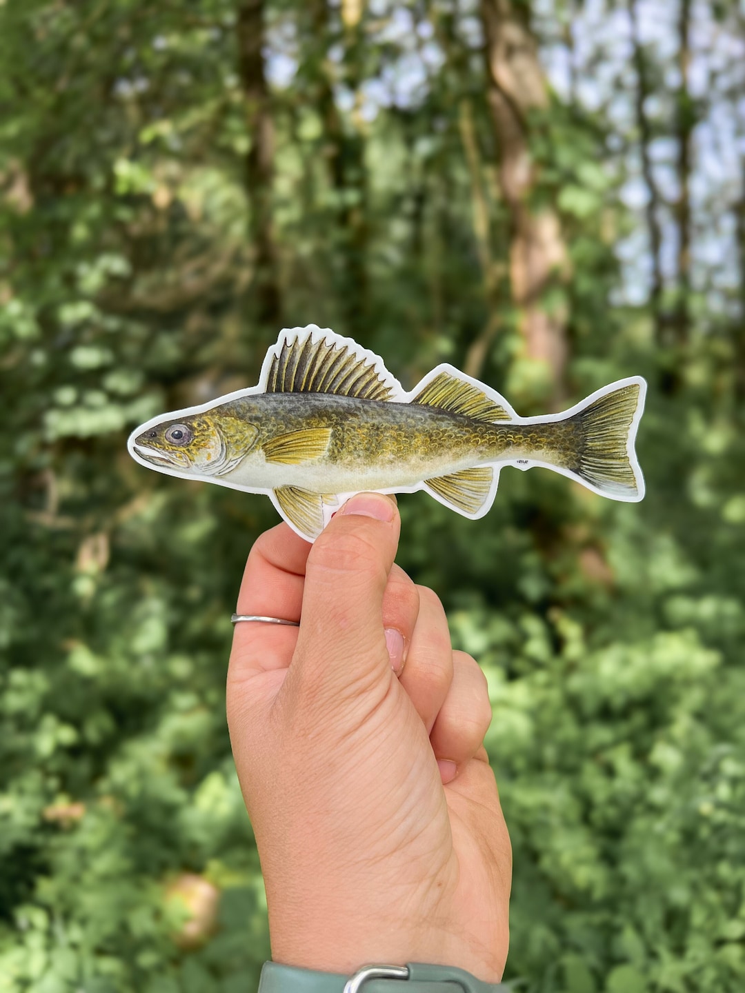 Walleye Decal | Waterproof | Walleye Sticker | Panfish | Tackle Box ...