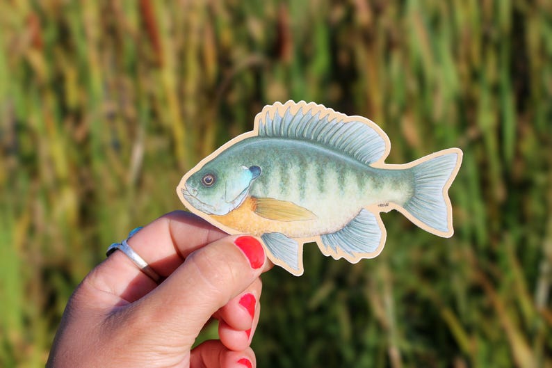 Bluegill Sticker | Fish Vinyl Decal | Waterproof | Bluegill | Panfish ...