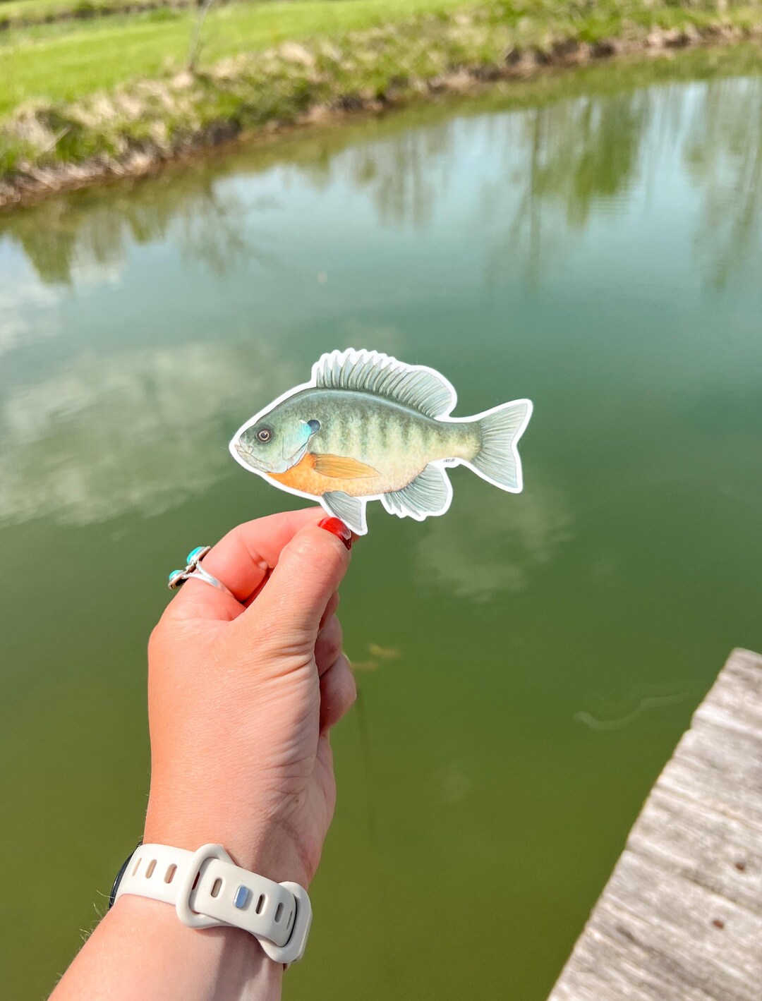 Bluegill Sticker | Fish Vinyl Decal | Waterproof | Bluegill | Panfish ...