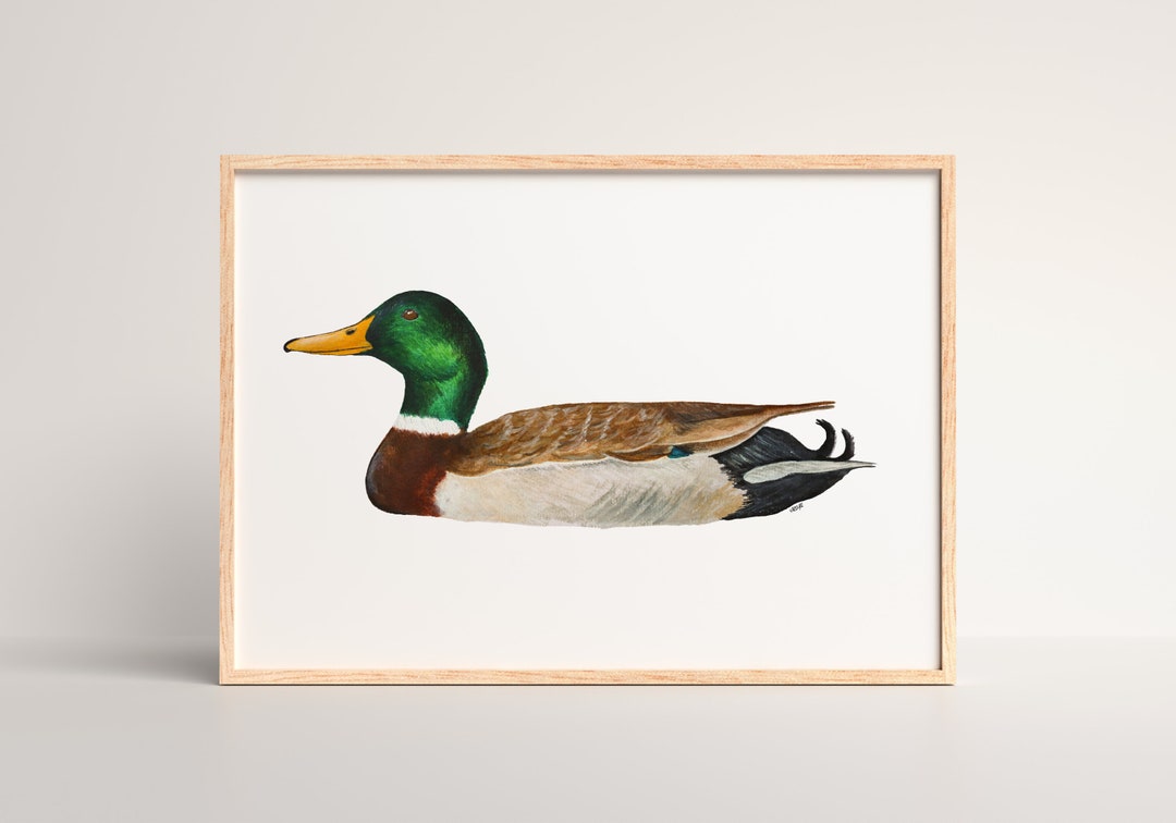 Mallard Duck Print Mallard Duck Wall Art Mallard Artwork Mallard Duck ...