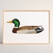 Mallard Duck Print | Mallard Duck Wall Art | Mallard Artwork | Mallard ...