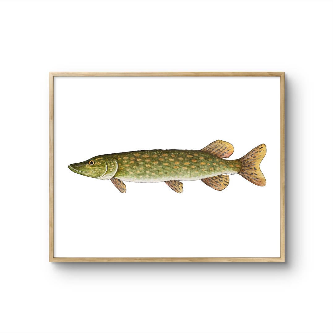 Northern Pike Print | Northern Pike Painting | Northern Pike Art | Pike ...