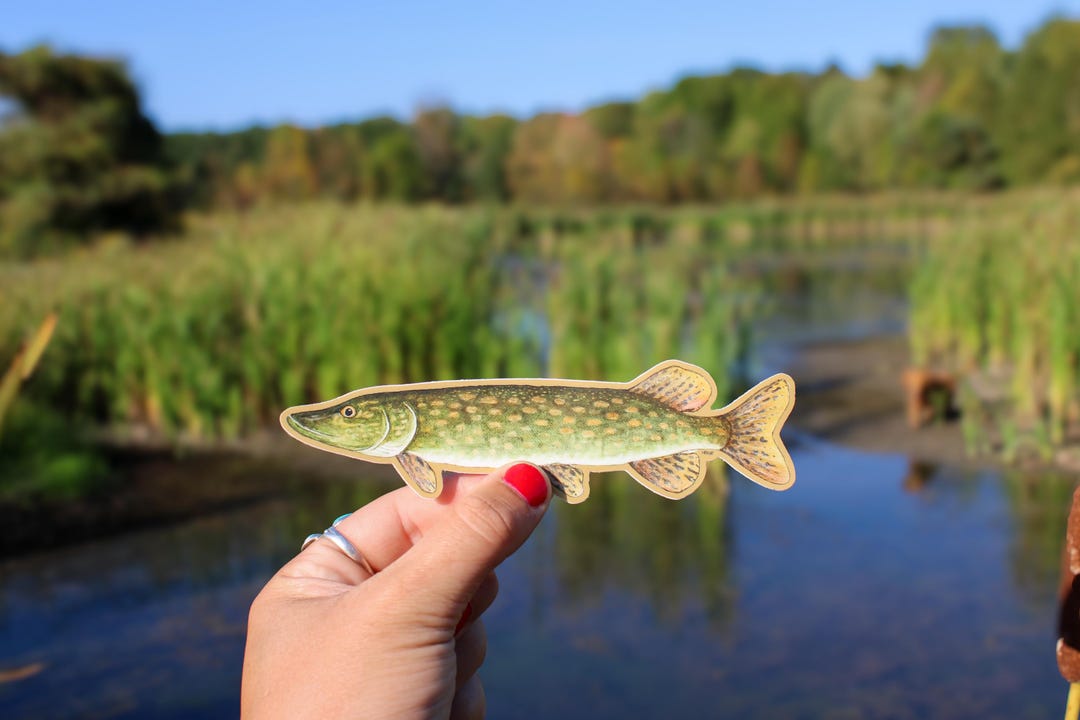 Northern Pike Decal | Waterproof | Pike Sticker | Panfish | Tackle Box ...