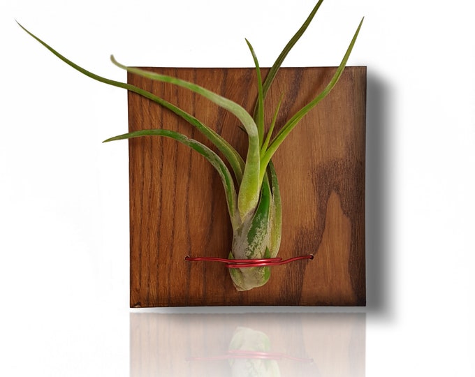 Wooden Hanging Plant Pot With Air Plant, Rustic Planter, Eco-friendly ...