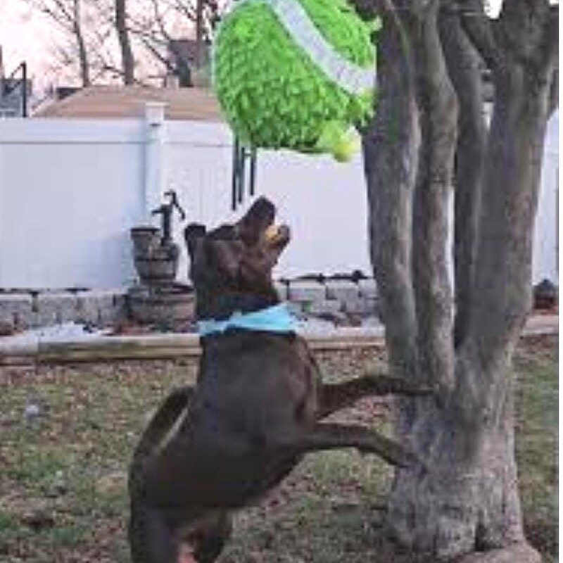 Dog Pinata - Etsy