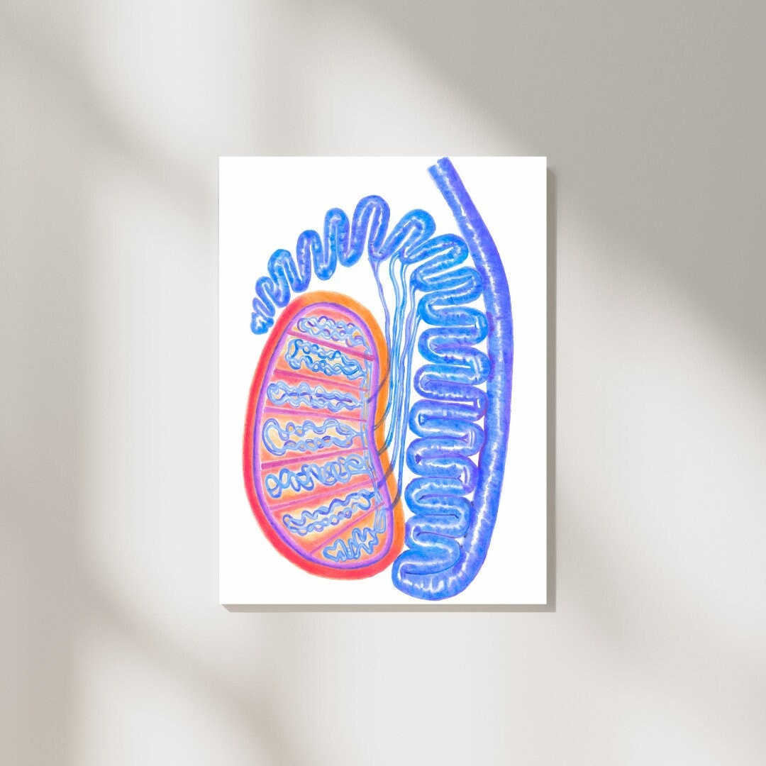 Testis Testicle Anatomy, Urology Art Print for Urologist Medical Office ...
