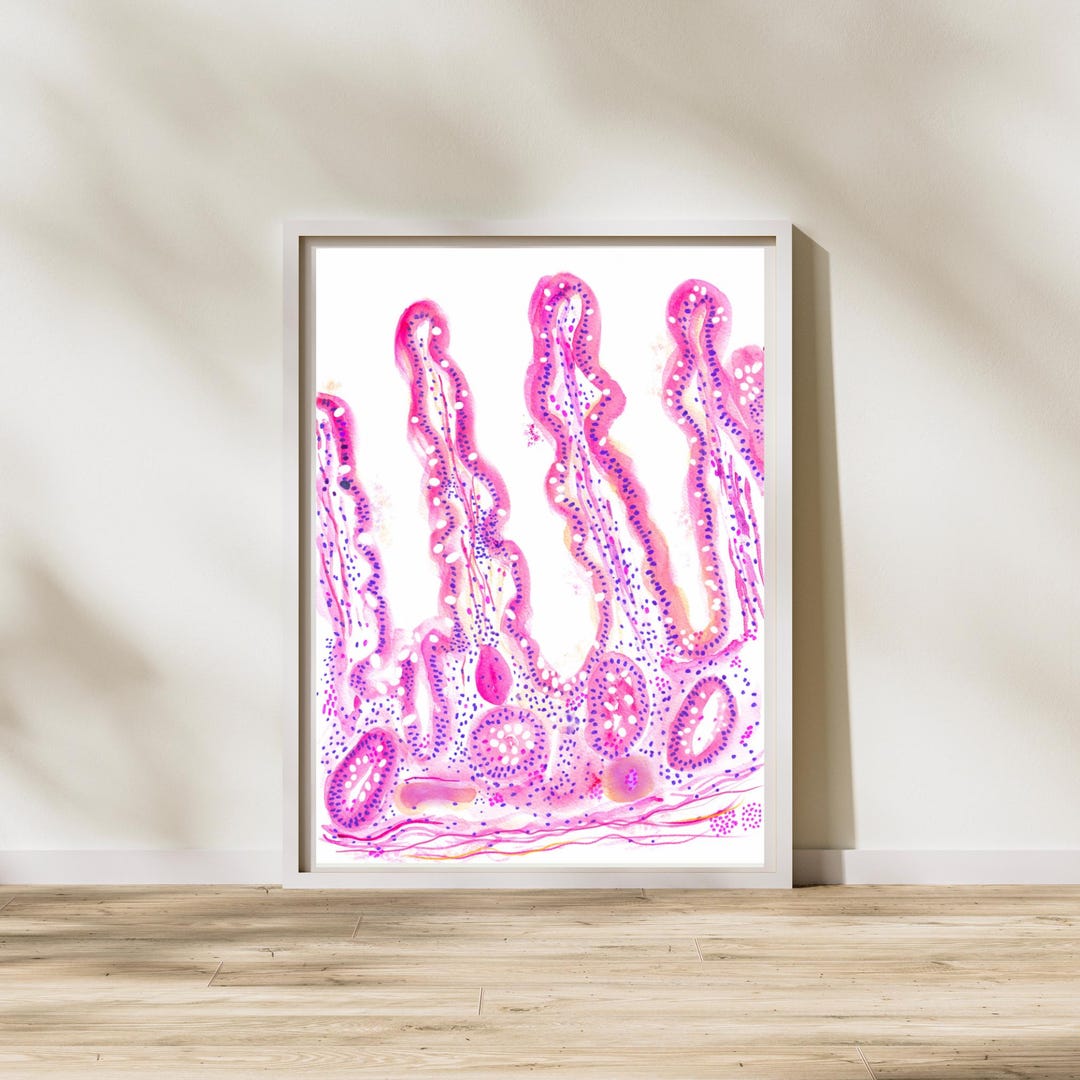 Jejunum Histology, Small Intestine Histology Art, Gastroenterology Art ...