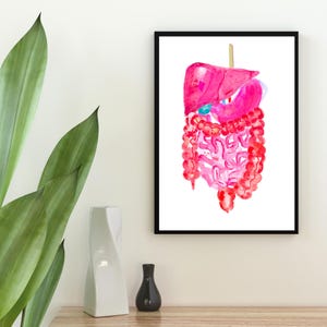 Abdominal Anatomy, Gastrointestinal Art, Gastroenterology Art, General ...