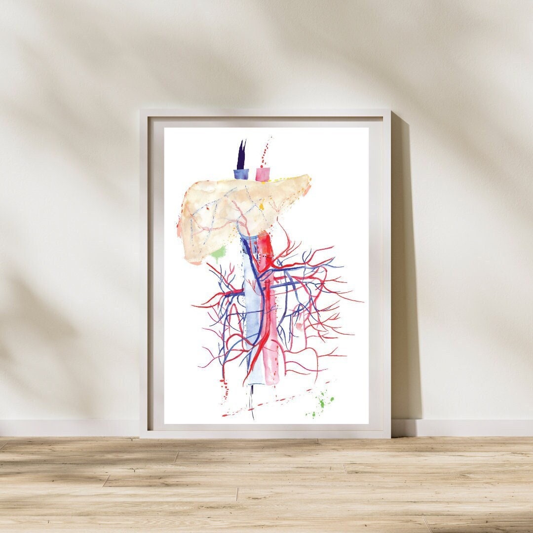 General Surgery Art, Vascular Surgery Art, Abdominal Arteries Anatomy ...
